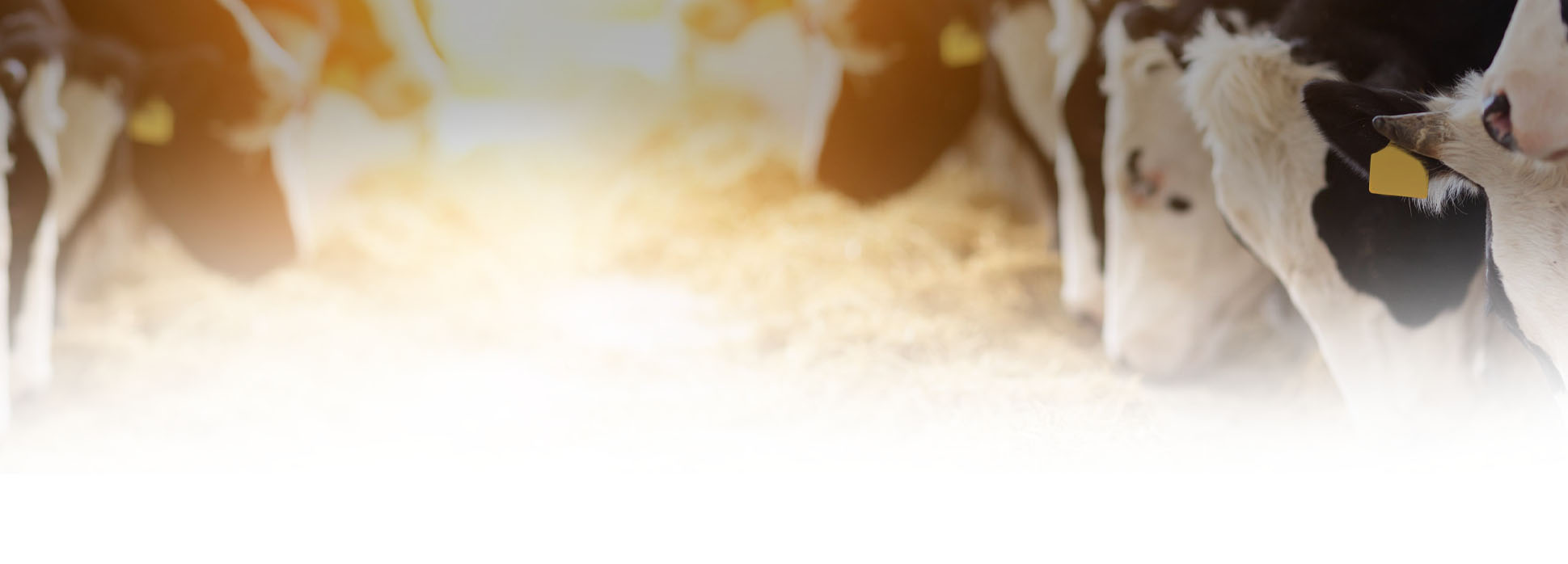 RUMINANT SUPPLEMENTS